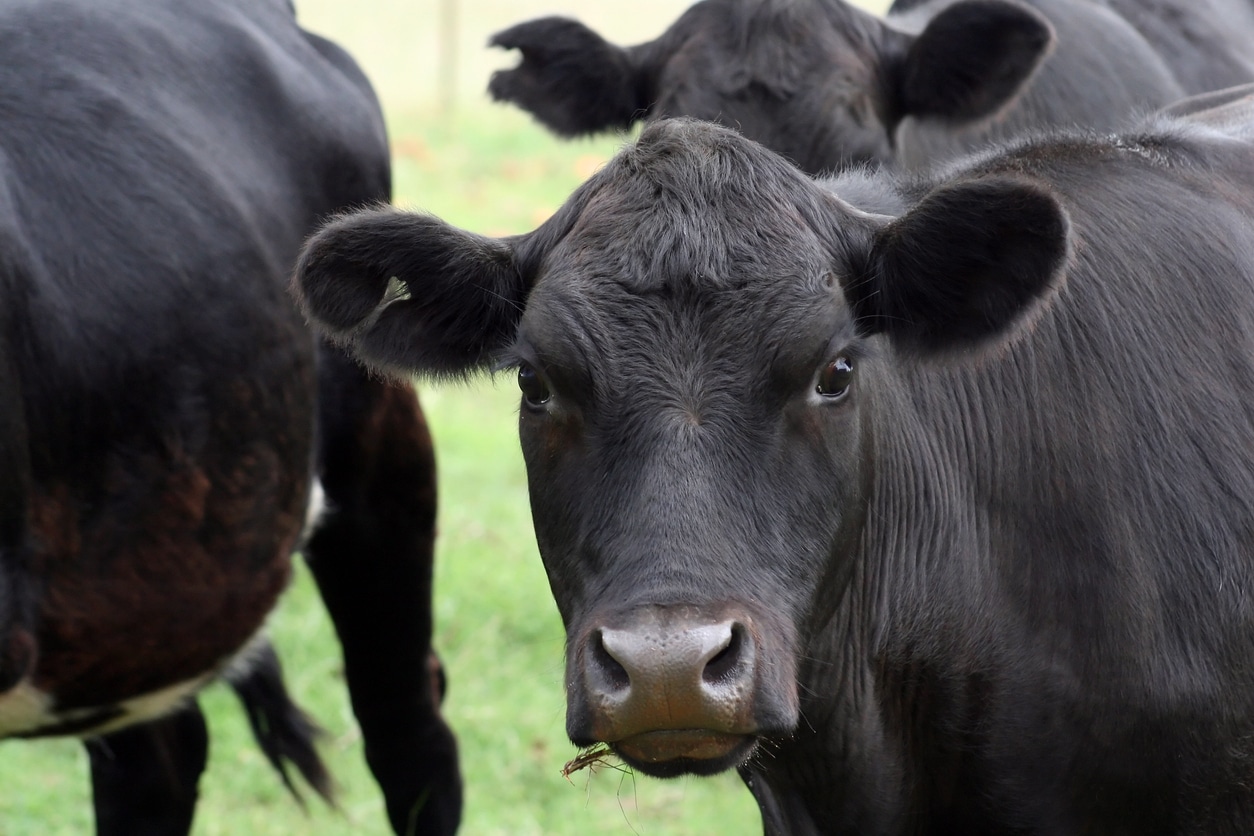 What does an integrated beef supply chain mean? - AgriWebb