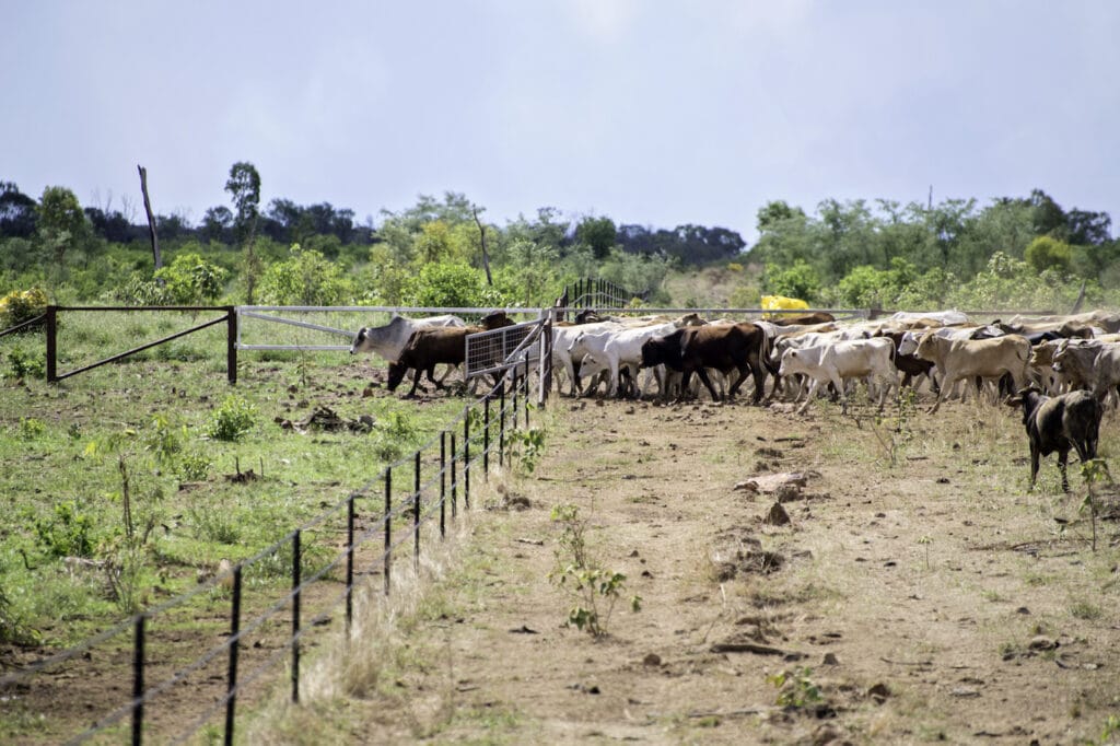 Emma and Adrian Brown: Innovation in the Top End - AgriWebb
