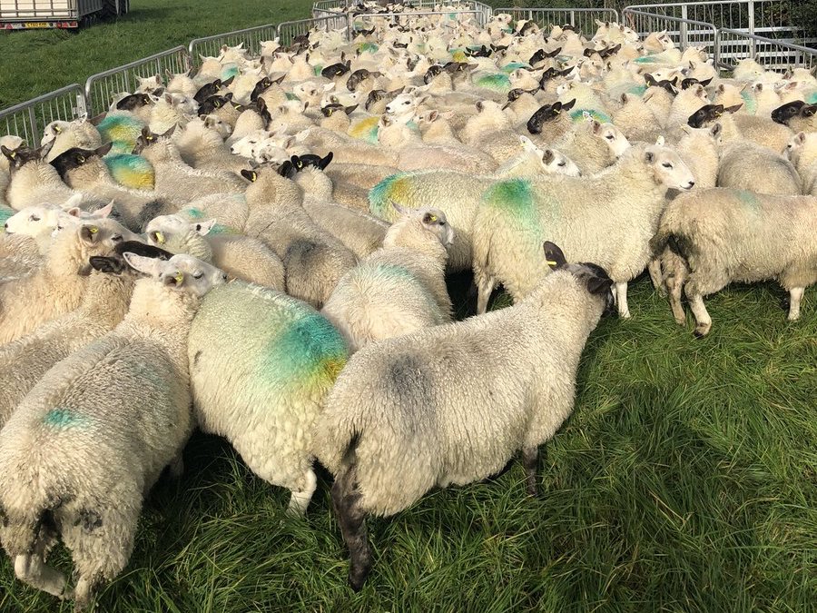 Ty Draw Farm: Driving success on the family farm - AgriWebb